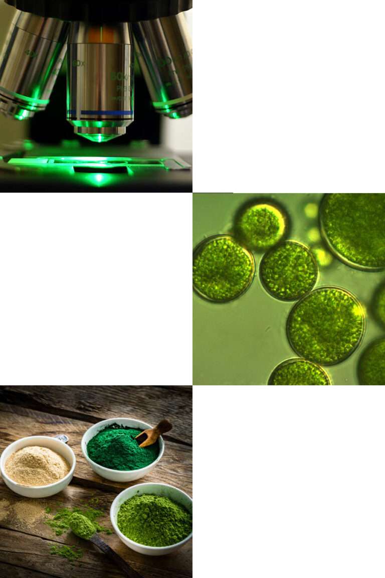 Home - Algae Products International